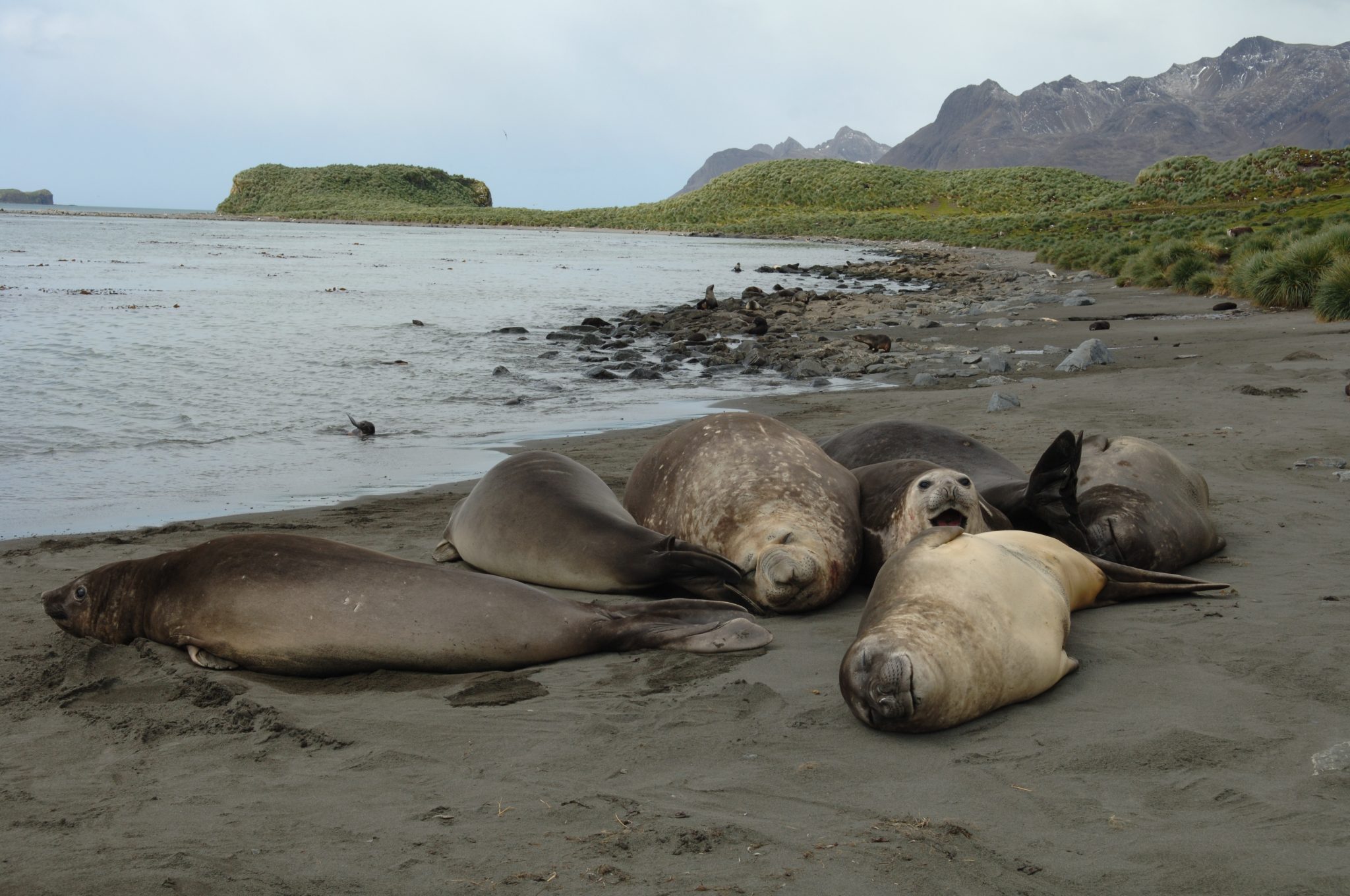 Persbericht: Keizerspinguïn en Antarctische pelsrob nu bedreigd vanwege ...